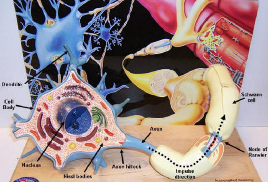 Neuron Cell Model Labeled